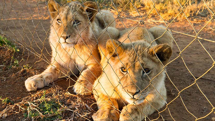 South Africa ends captive lion breeding industry | NationofChange
