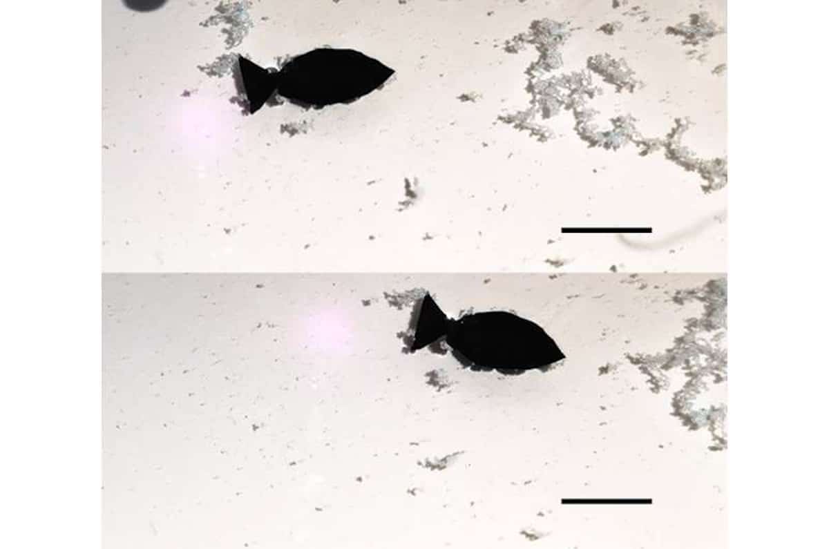 Scientists develop robotic fish that consumes microplastics ...