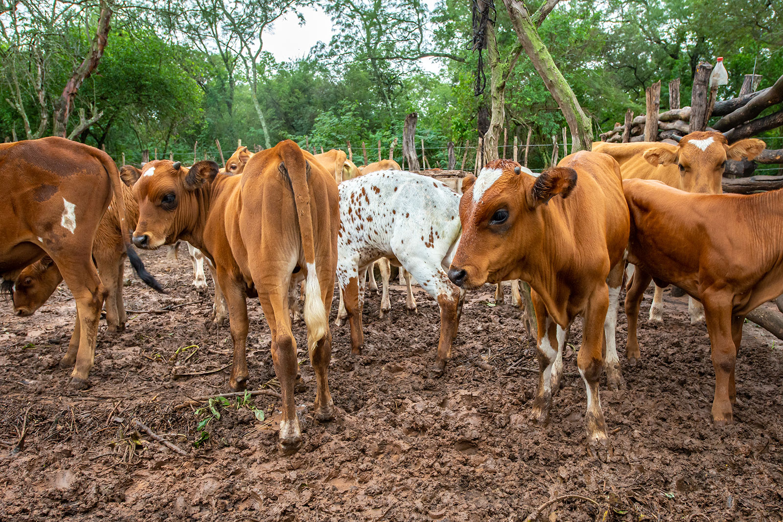 Brazil’s beef industry linked to deforestation in Amazon | NationofChange