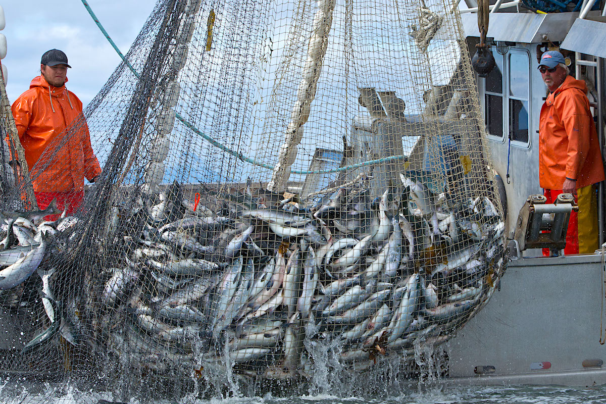 The commercial fishing industry is destroying vital marine ecosystems ...