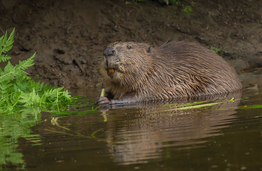 Eurasian beavers set to return to England’s waterways | NationofChange
