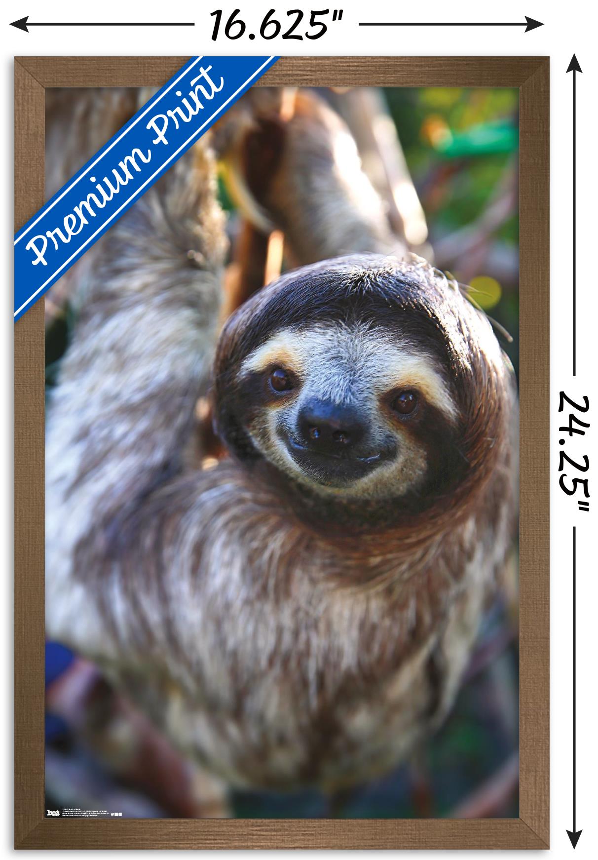 Sloth - Smile 14x22 Poster | eBay