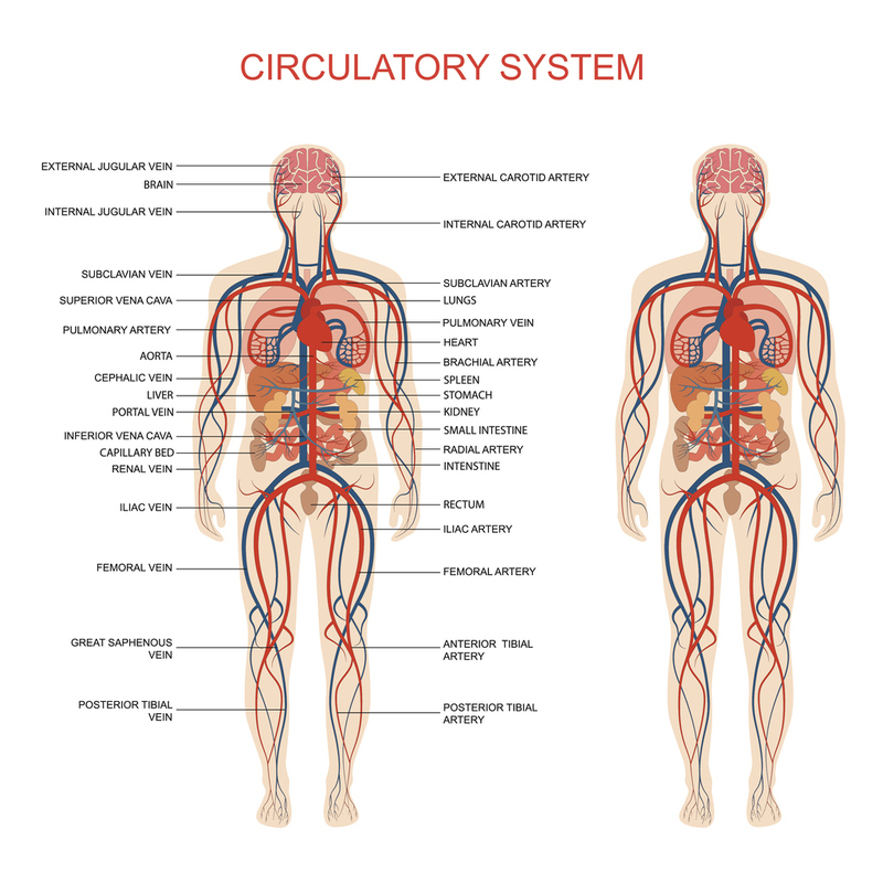 Basic Anatomy And Physiology 2022 