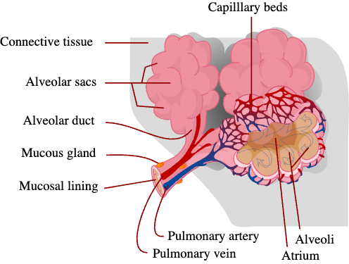Ventilation/Perfusion (V/Q) Ratio and Mismatch | MedicTests