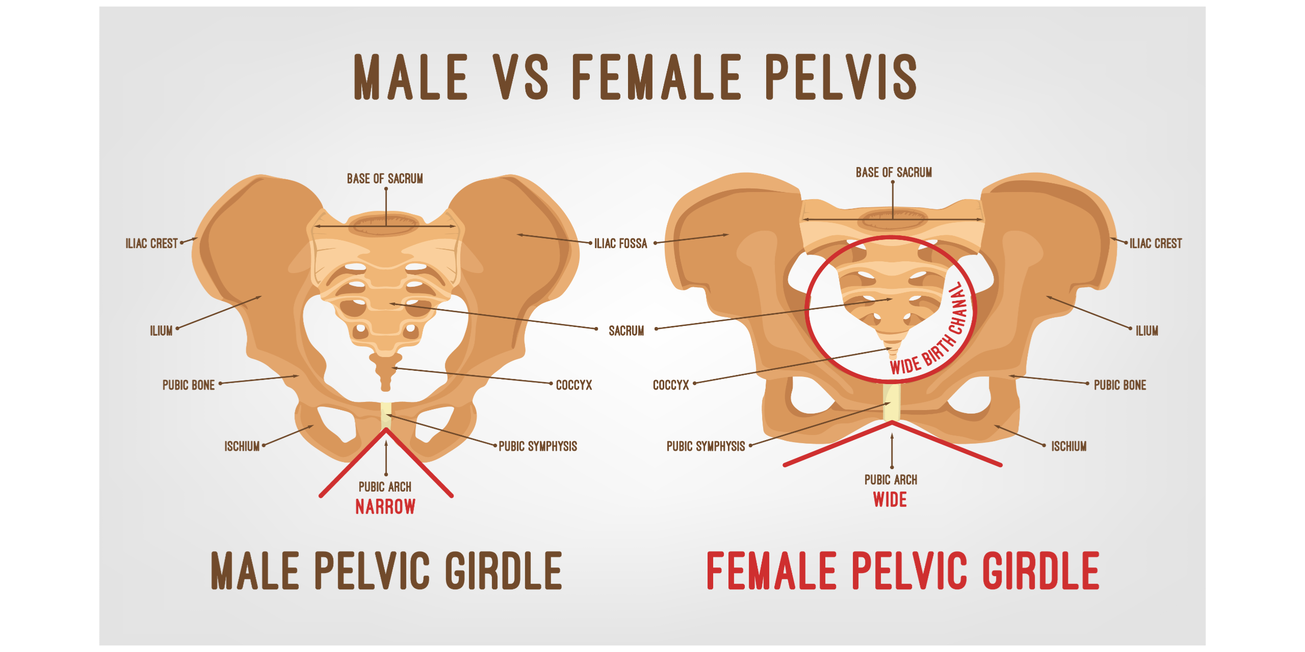 Pelvic Anatomy MedicTests