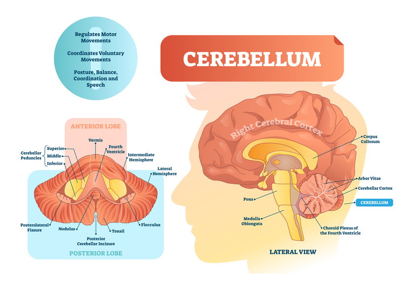 Anatomy of the Brain and Spine for EMS Students