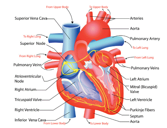 Creation Of Heart Sounds MedicTests