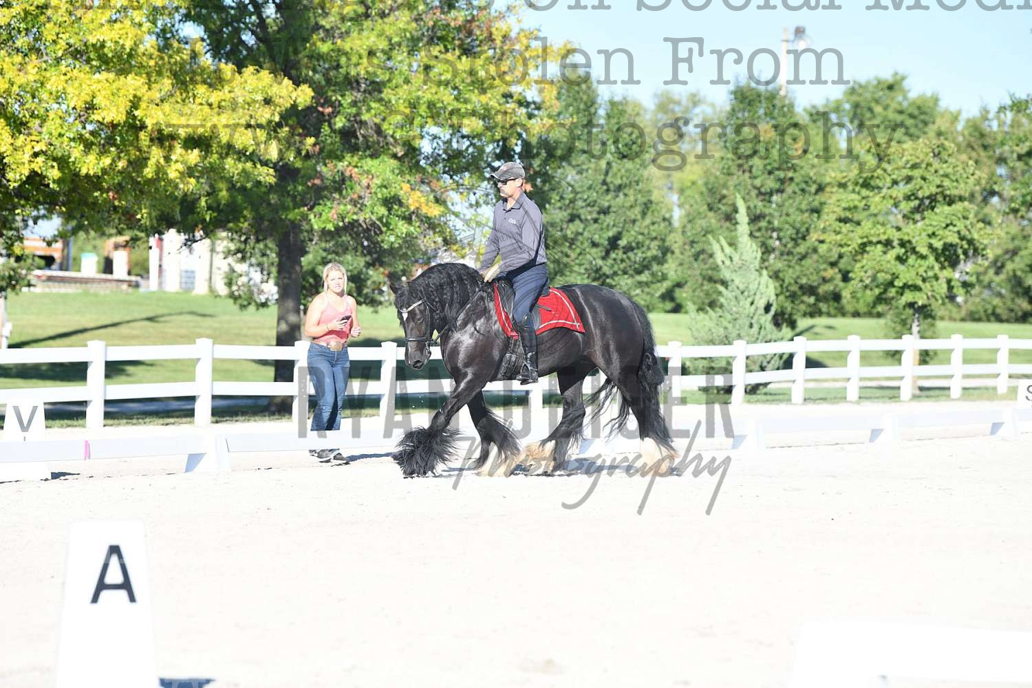 09/01/23-09/03/23 Gypsy Vanner Congress - Show Galleries - Ryan Geiger ...