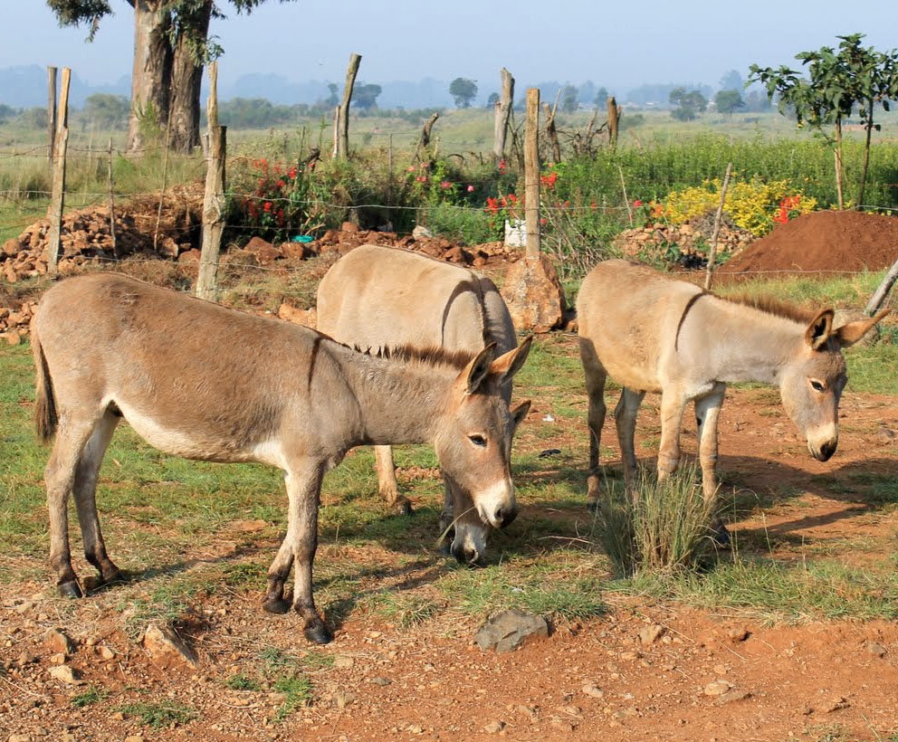 The Long Commute to Help Working Horses and Donkeys – The Horse