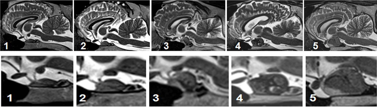 Could MRI Help Identify Early-Stage PPID? – The Horse