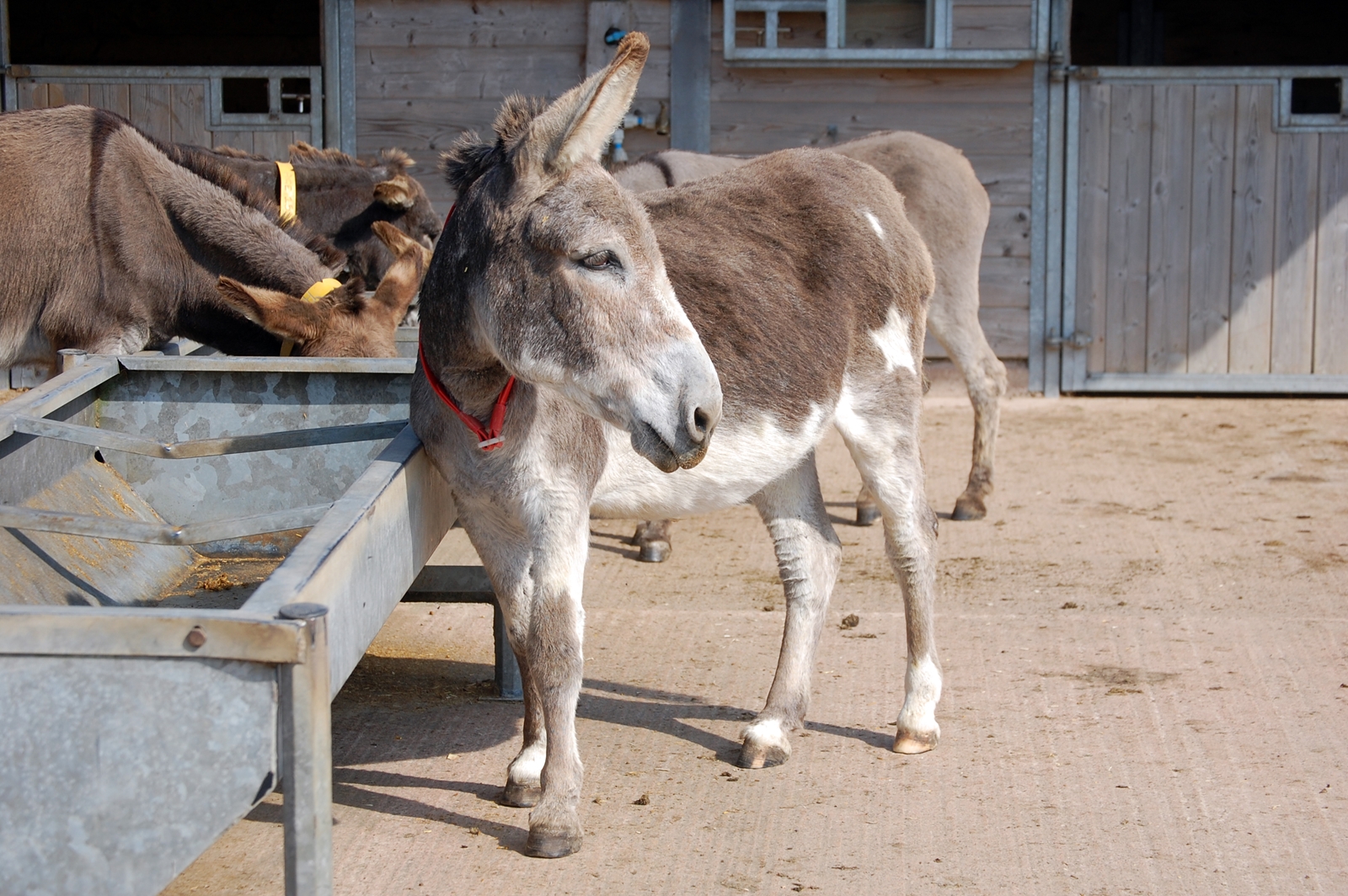 Age-Defying Donkeys – The Horse
