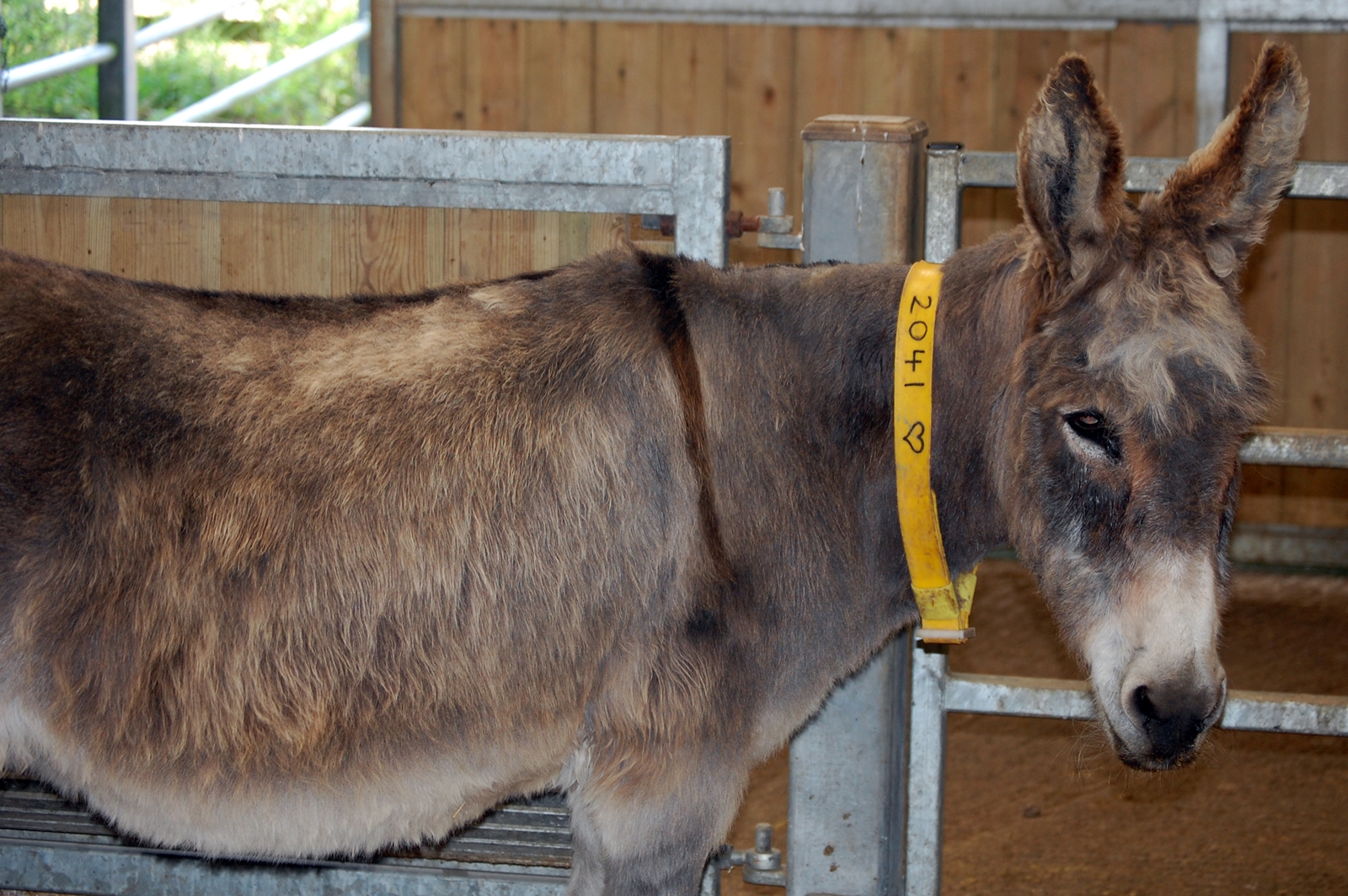 Age-Defying Donkeys – The Horse