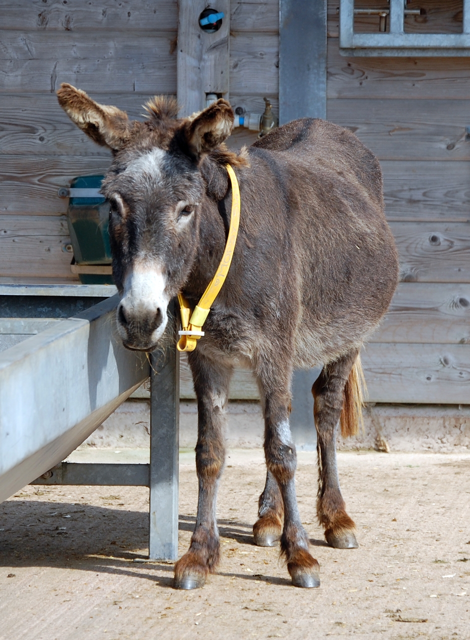 Age-Defying Donkeys – The Horse