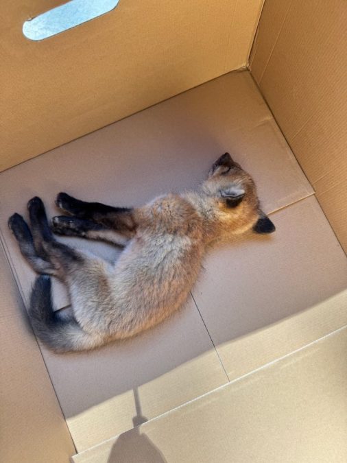 Fox in Chute-à-Blondeau had rabies normally found in bats - The Review ...