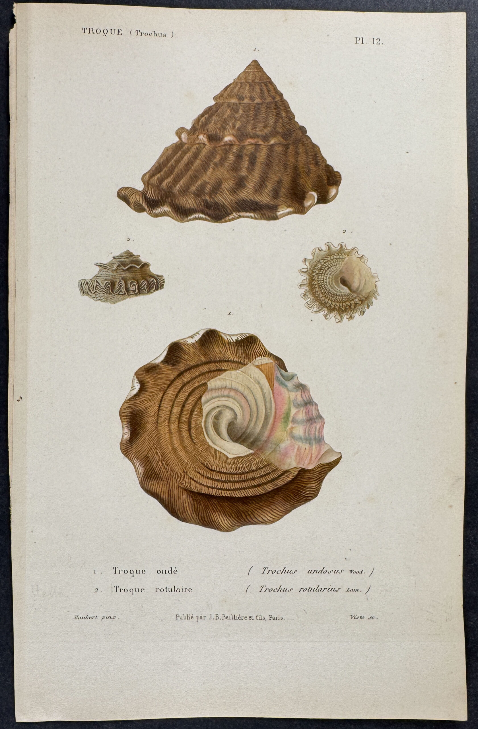 Shells | Trillium Rare Prints