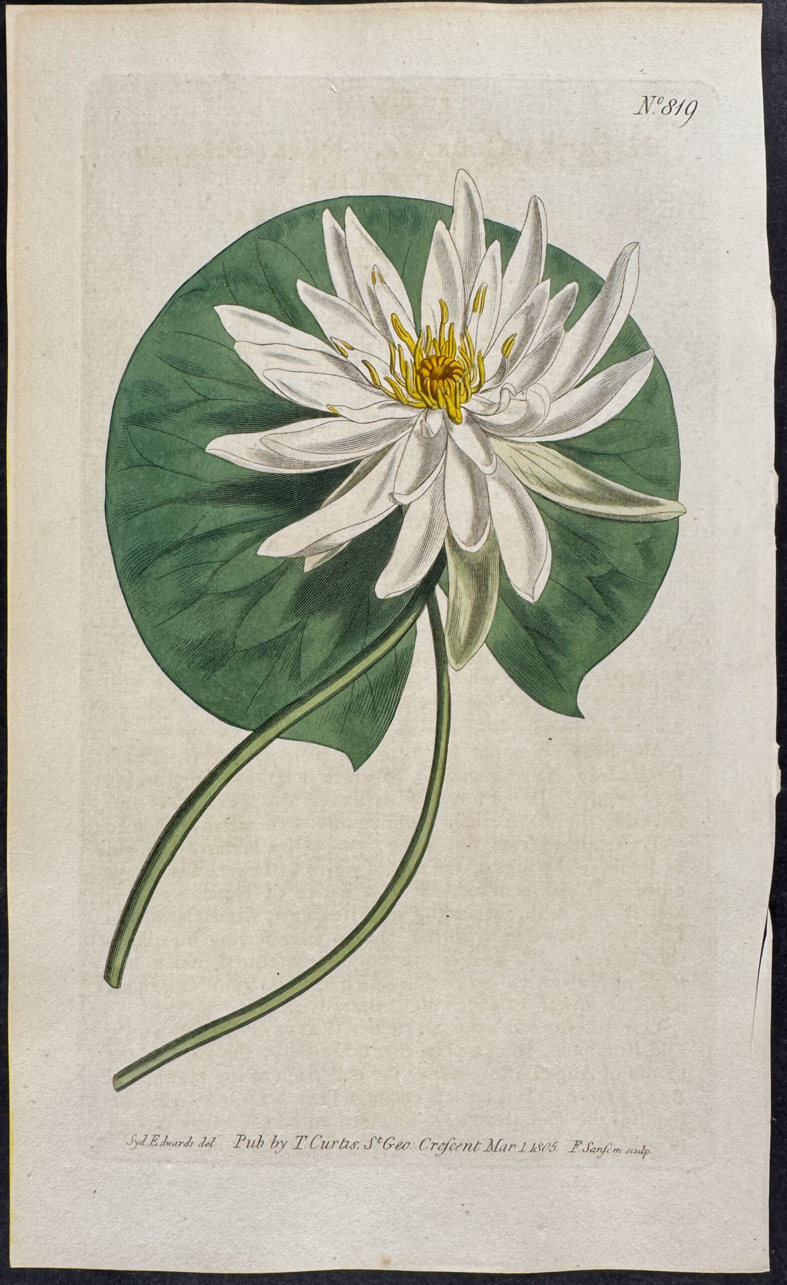 Sweet-scented Water Lily | Trillium Rare Prints