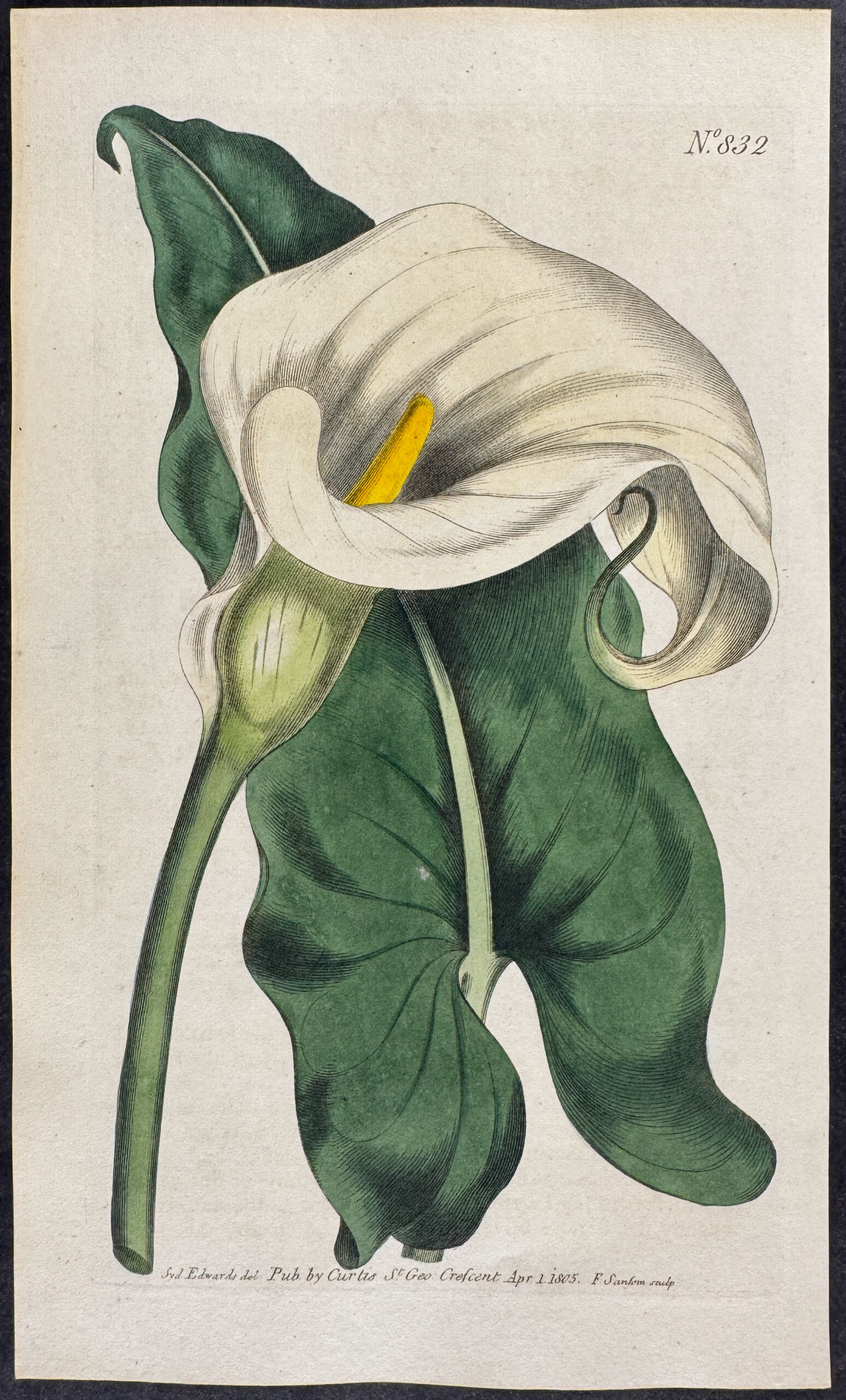 Ethiopian Calla | Trillium Rare Prints