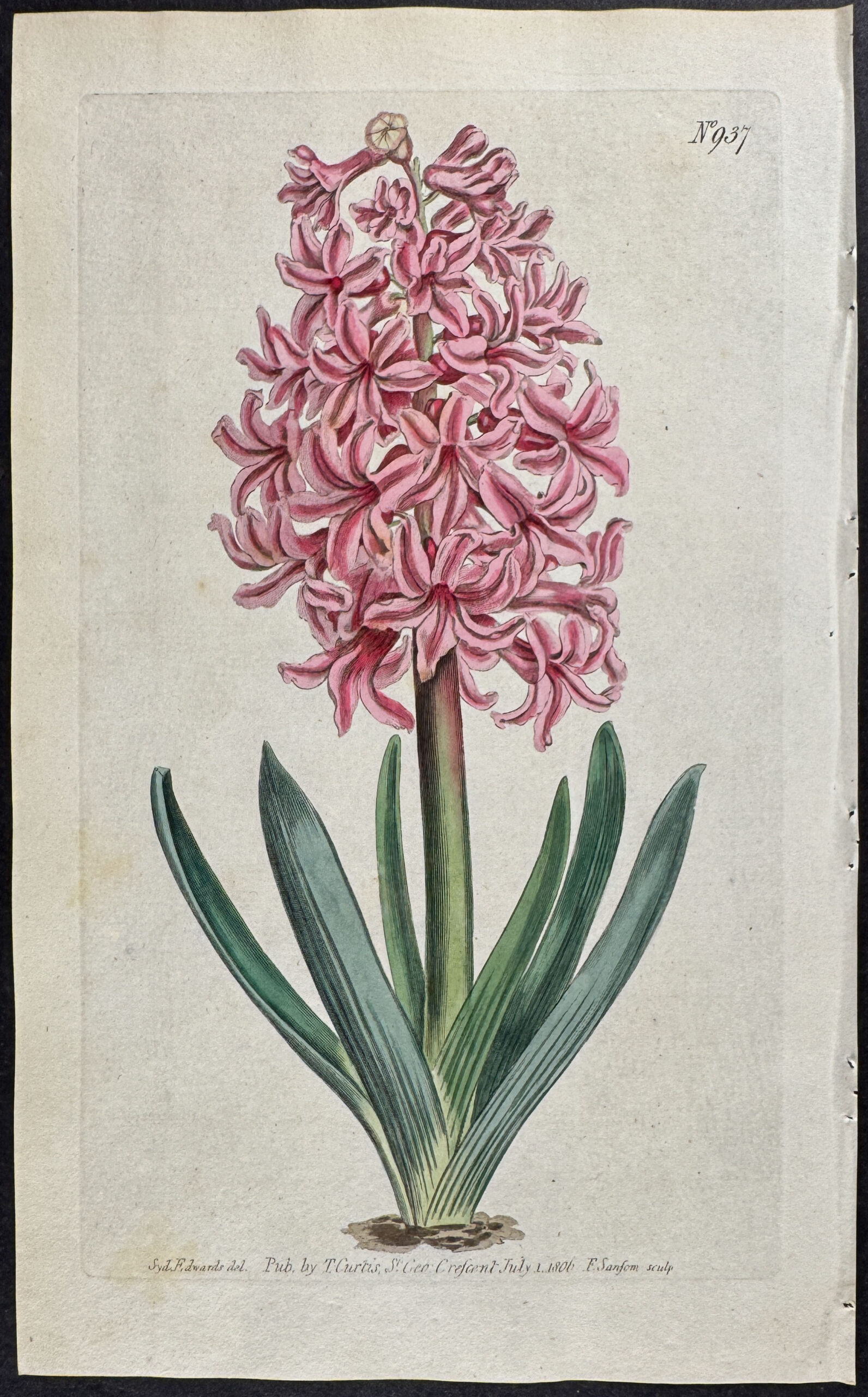 Garden Hyacinth | Trillium Rare Prints