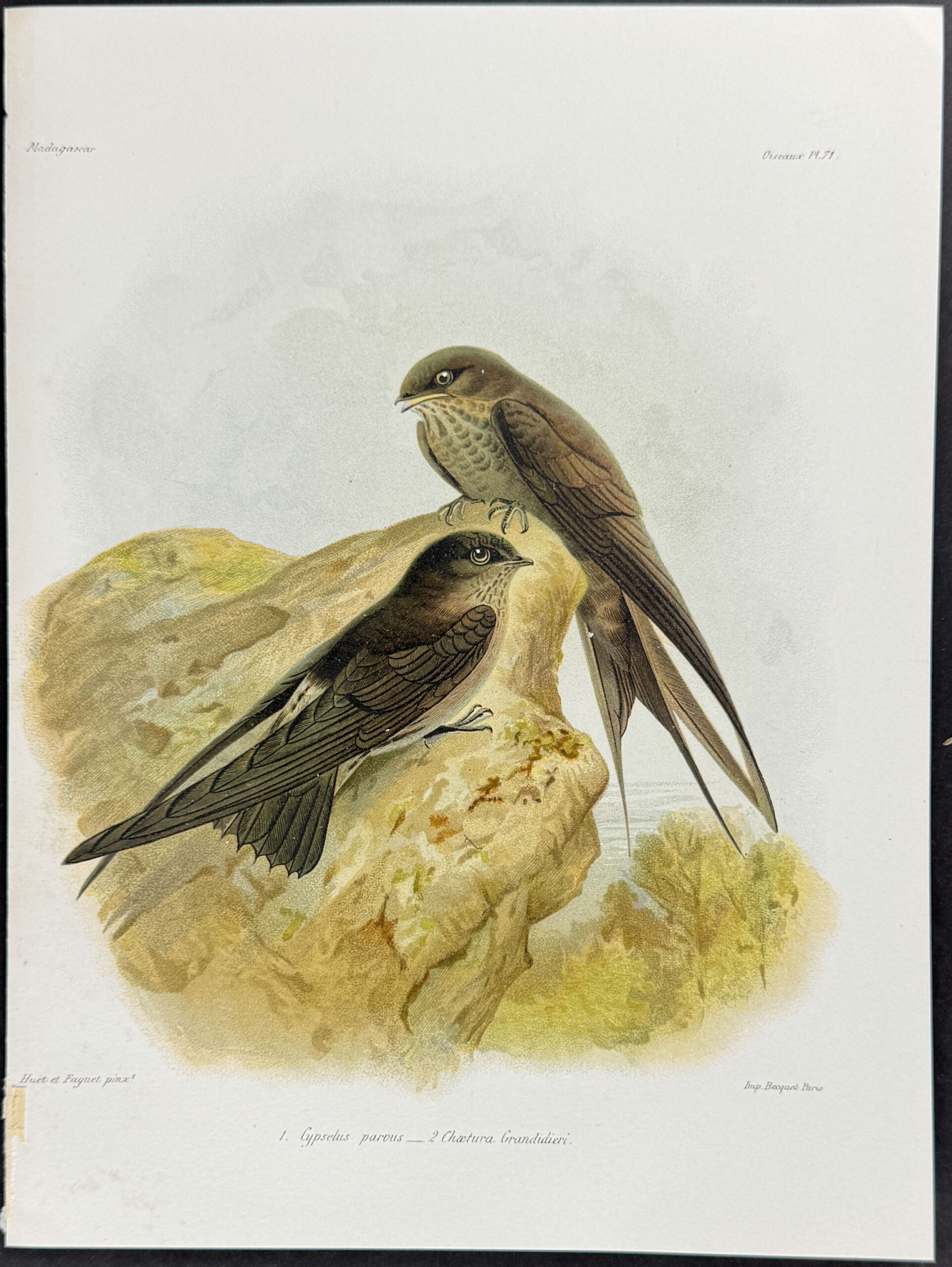 African Palm Swift & Madagascar Spinetail (Cypselus parous & Chætura ...