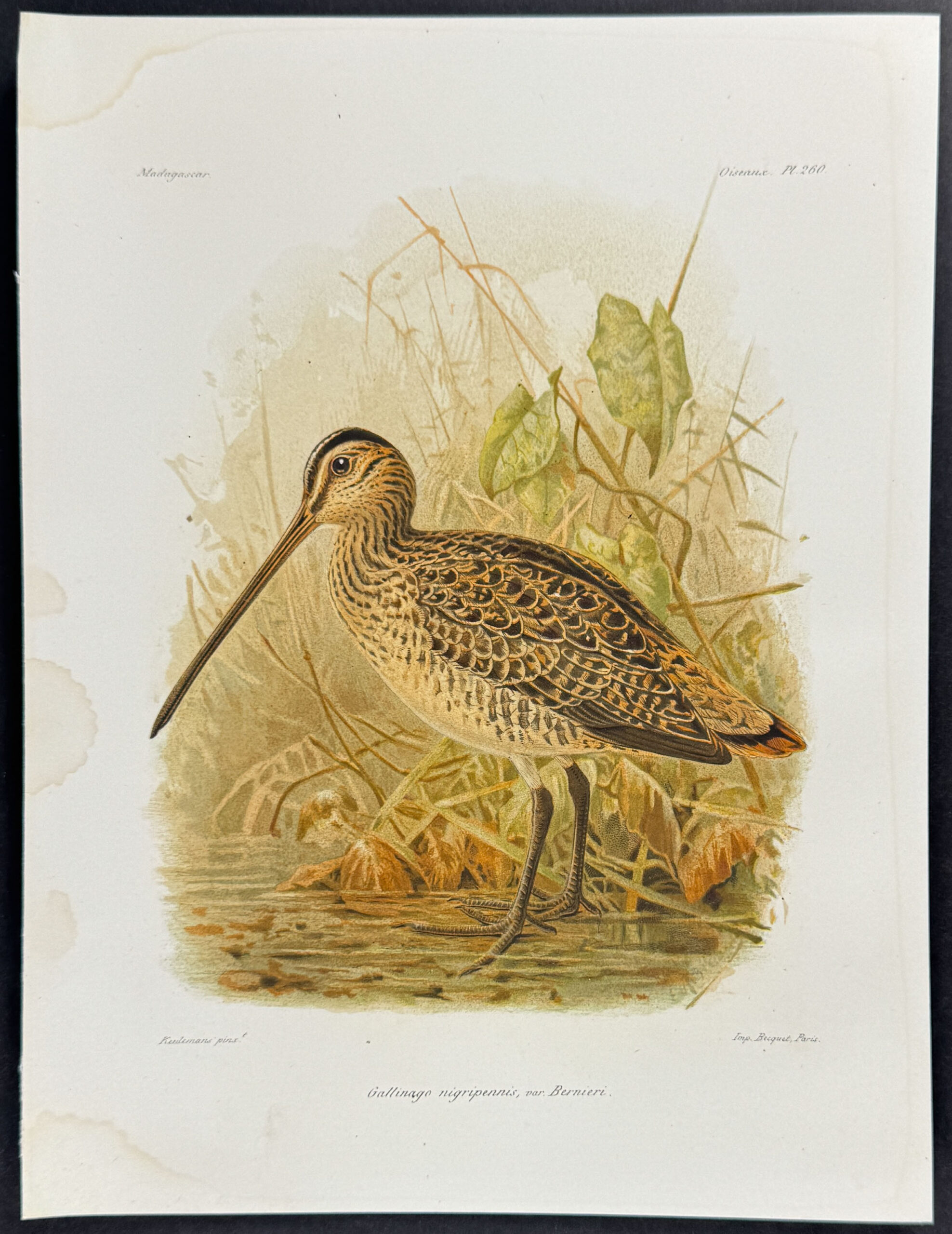 African snipe (Gallinago nigripennis) | Trillium Rare Prints