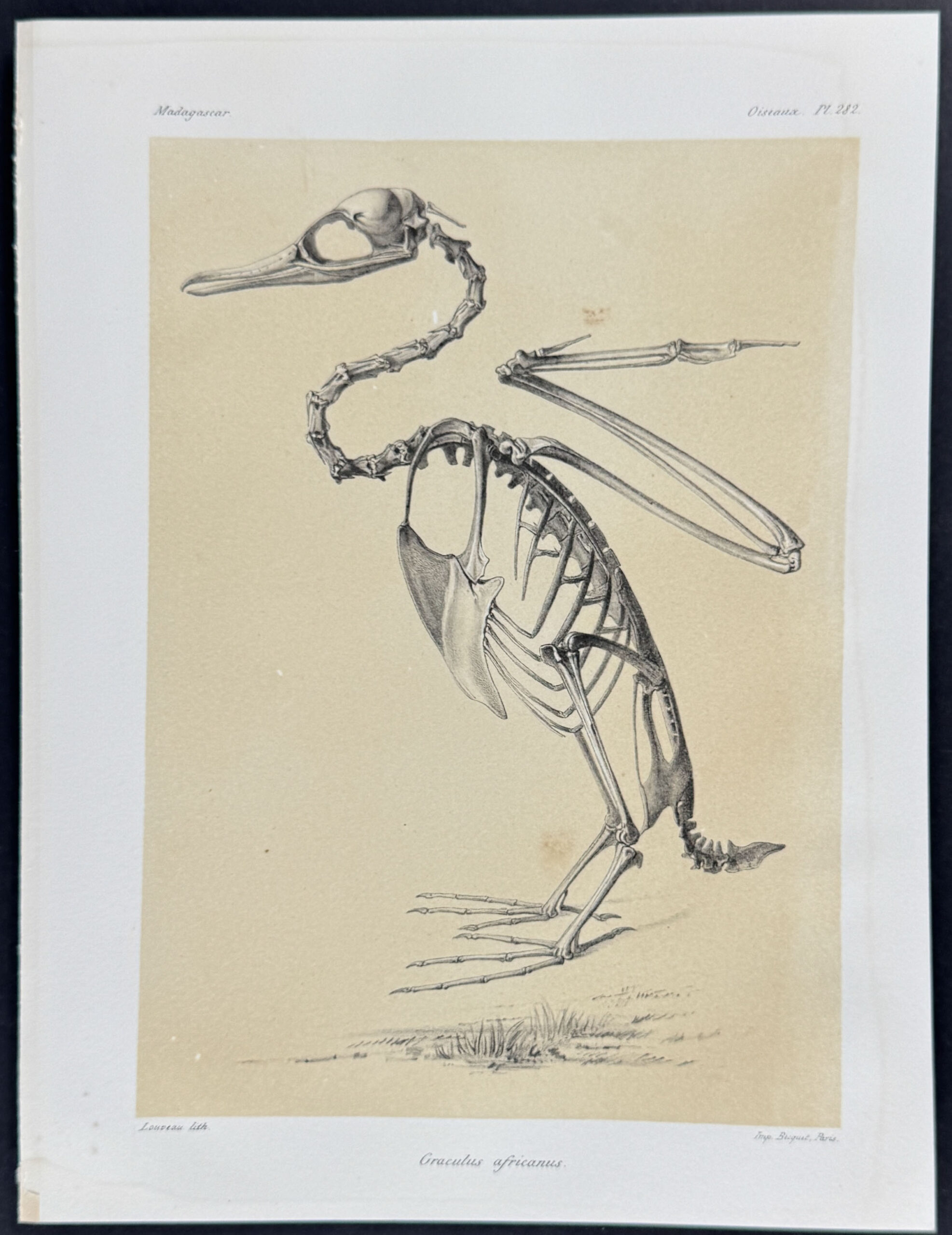 Afrocarpus gracilior Skeleton (Graculus africanus) - Skeleton Plate ...