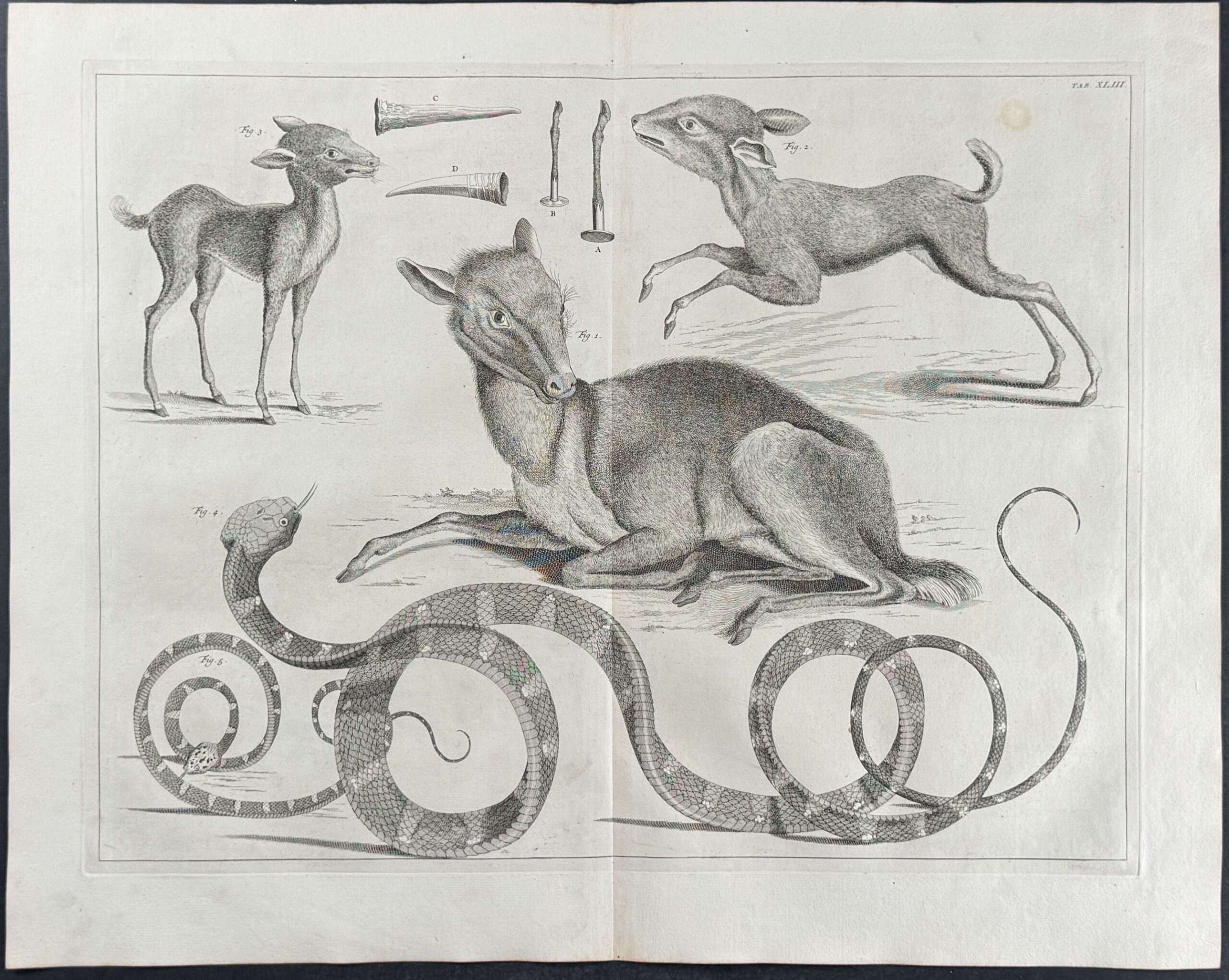 Deer, Snakes | Trillium Rare Prints