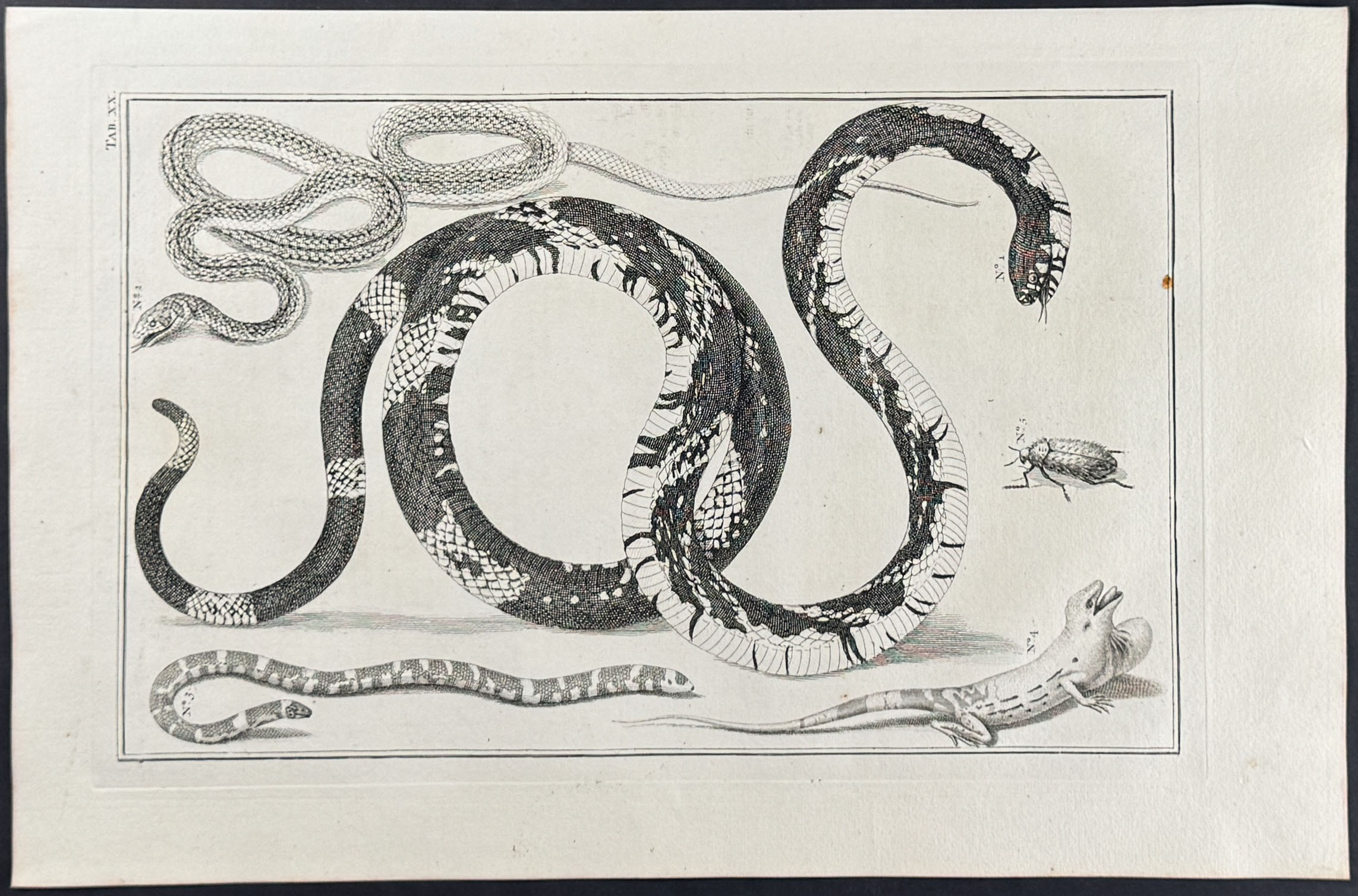 Snakes, Insect | Trillium Rare Prints