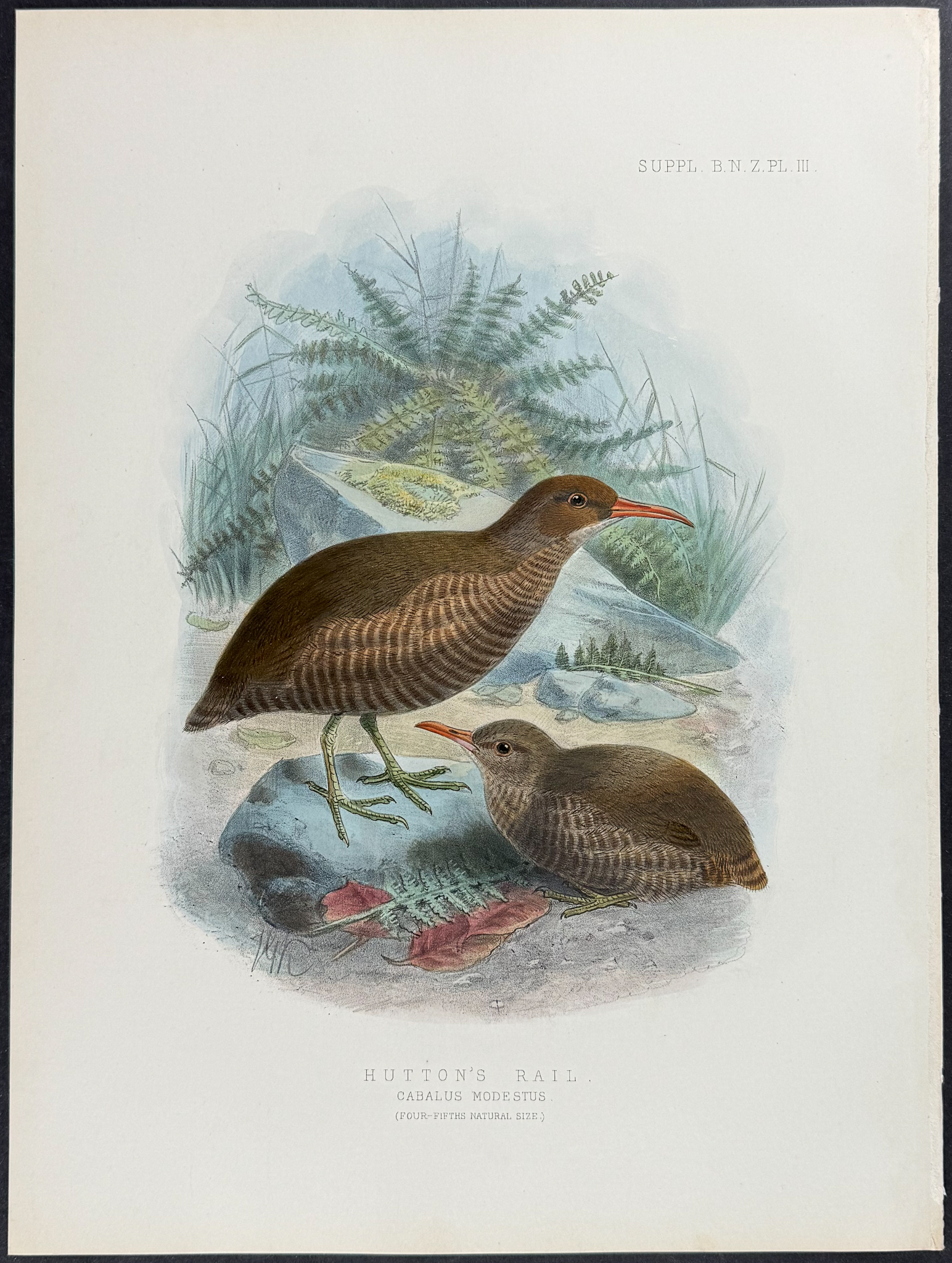 Hutton's Rail | Trillium Rare Prints