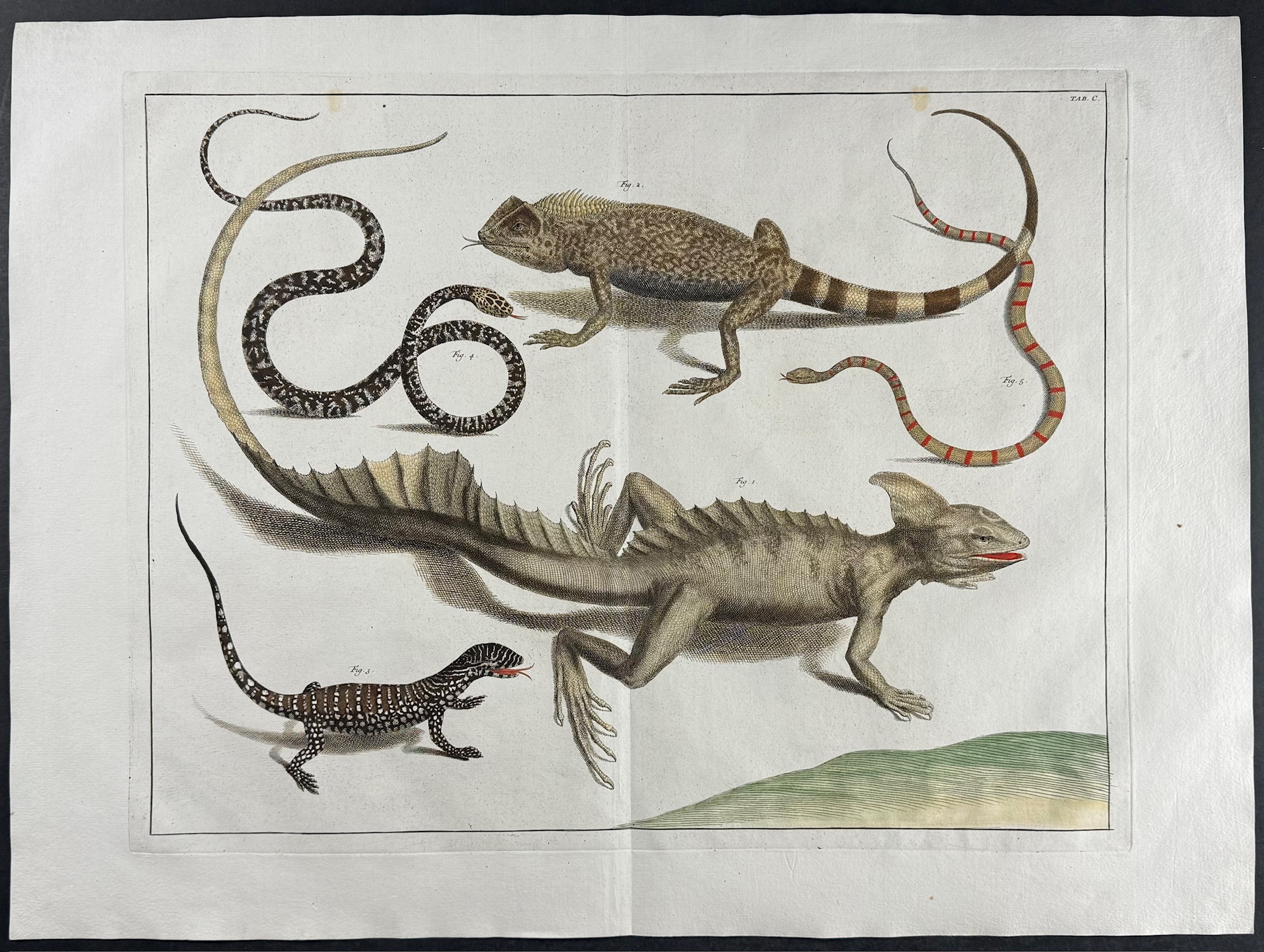 Basilisk, Lizards, Snake | Trillium Rare Prints