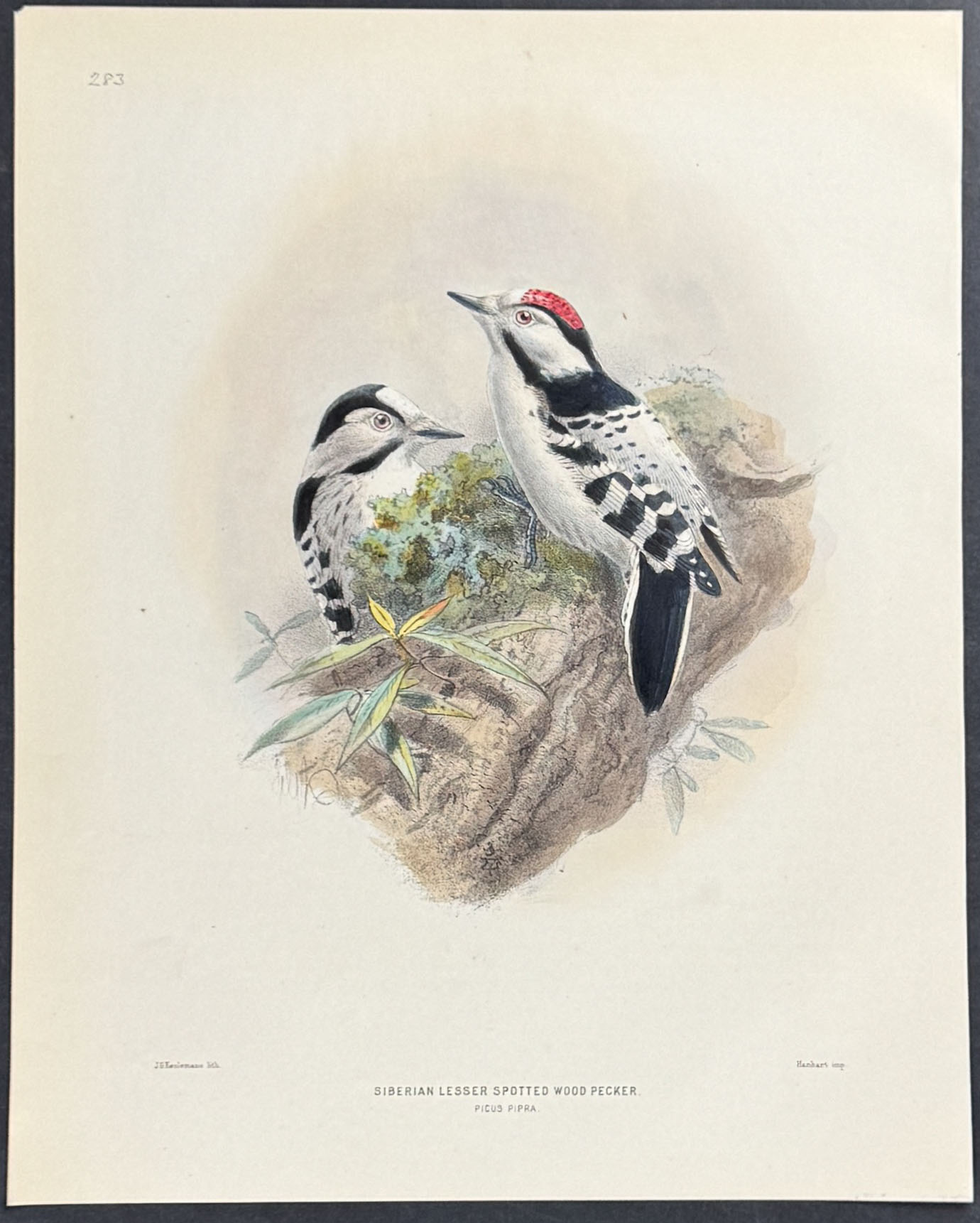 Siberian Lesser Spotted Woodpecker | Trillium Rare Prints