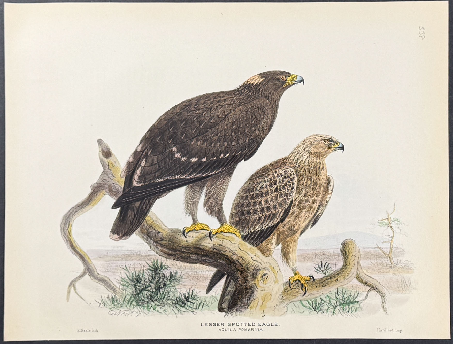 Lesser Spotted Eagle | Trillium Rare Prints