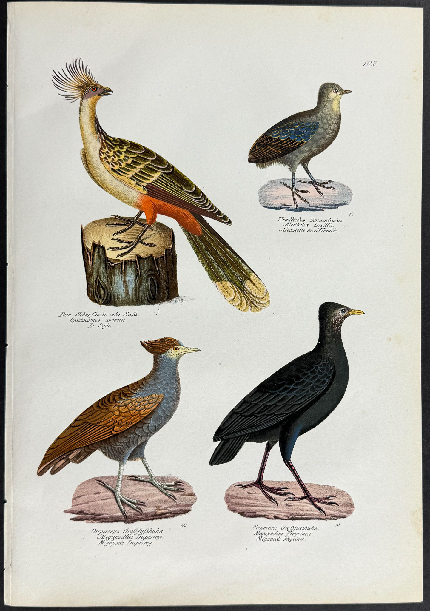 Megapode, Birds | Trillium Rare Prints