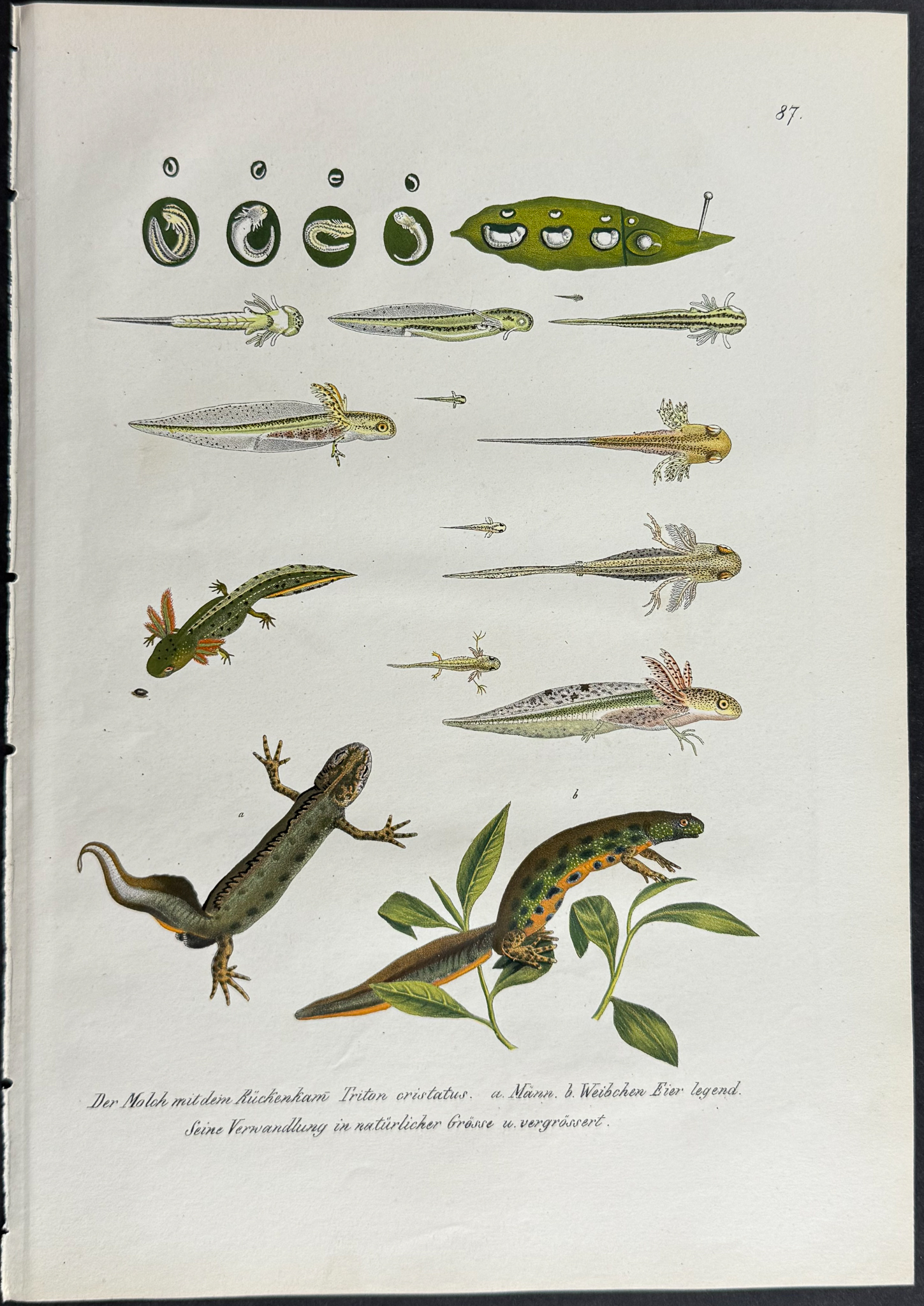 Newt Life Cycle | Trillium Rare Prints