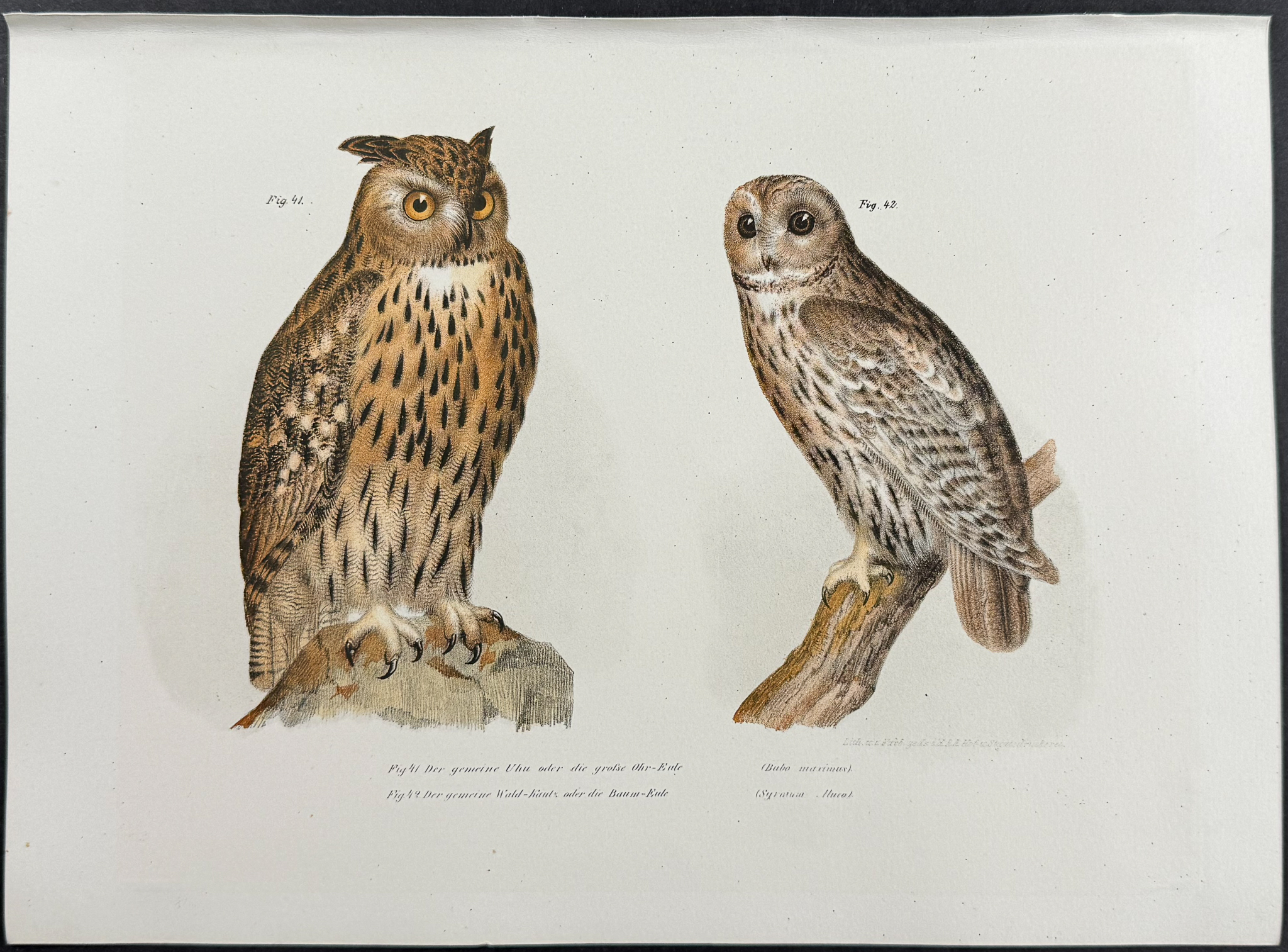 Eagle Owl, Owl | Trillium Rare Prints