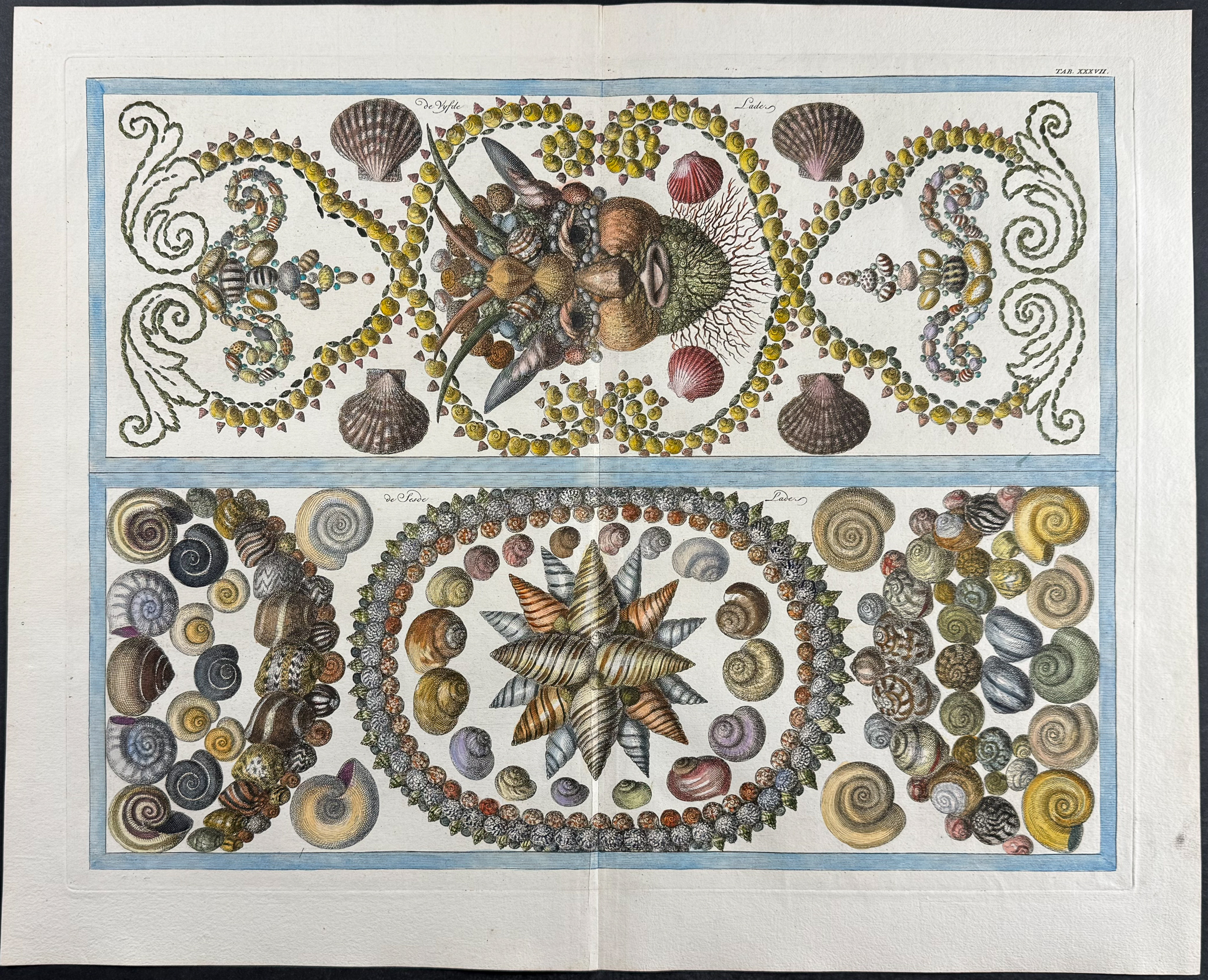 Shells | Trillium Rare Prints