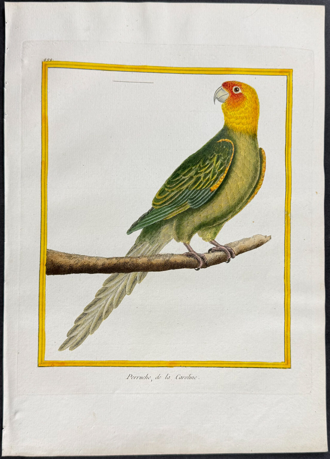 Carolina Parrot | Trillium Rare Prints