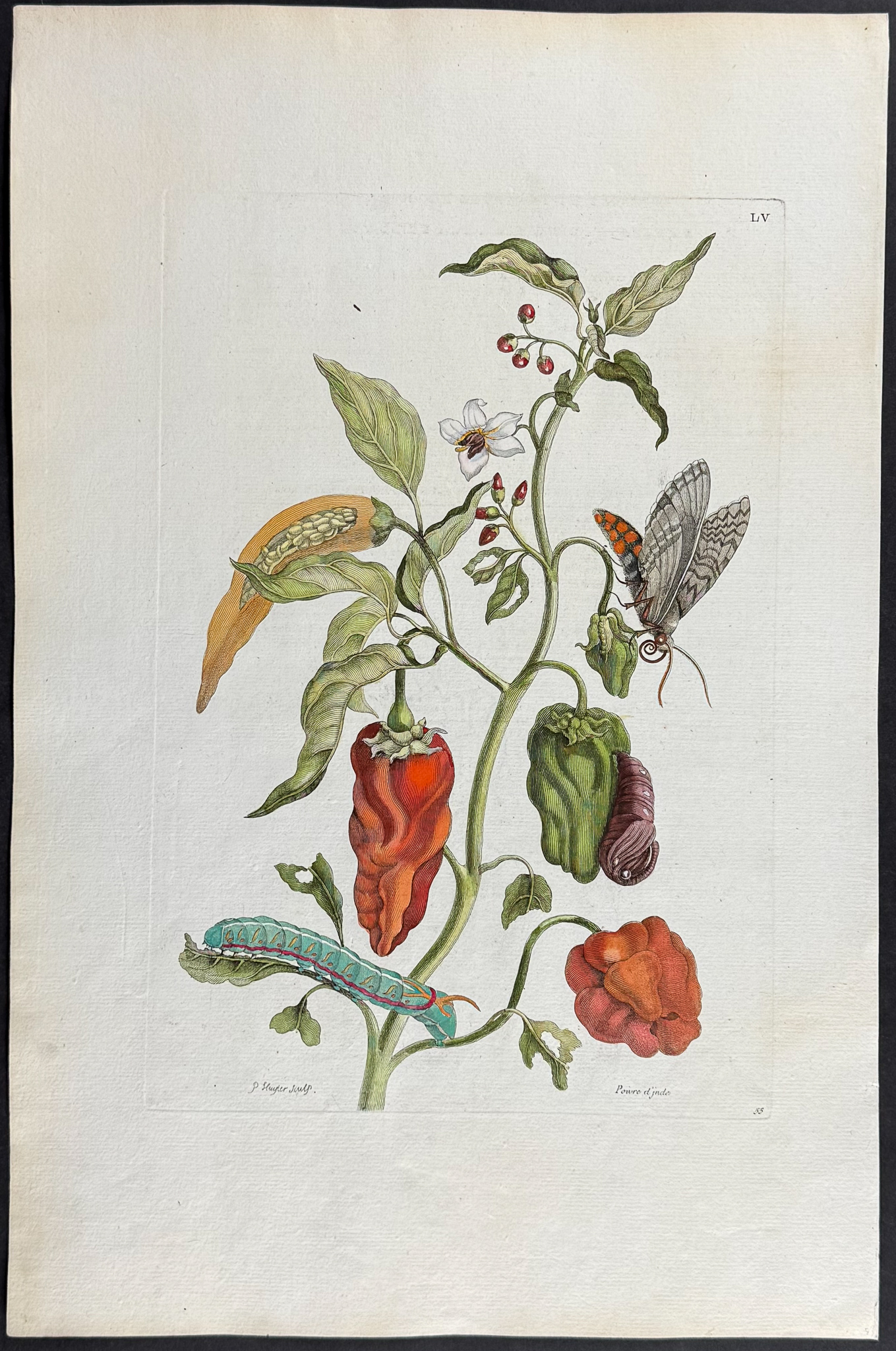 Peppers & Moth Metamorphosis | Trillium Rare Prints