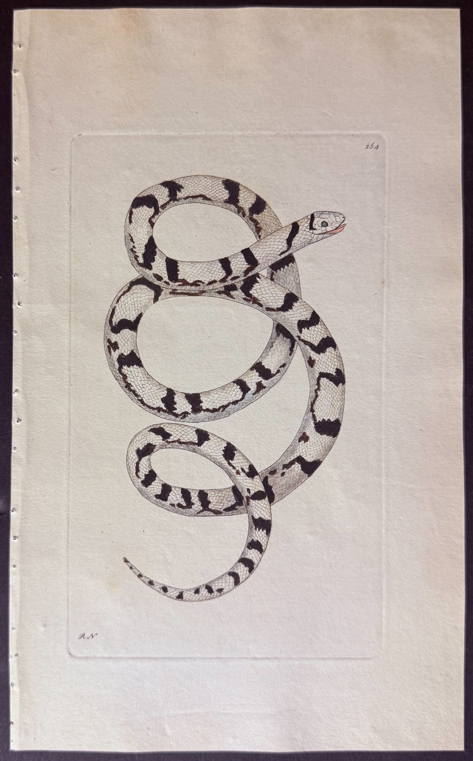 Magpie Snake | Trillium Rare Prints