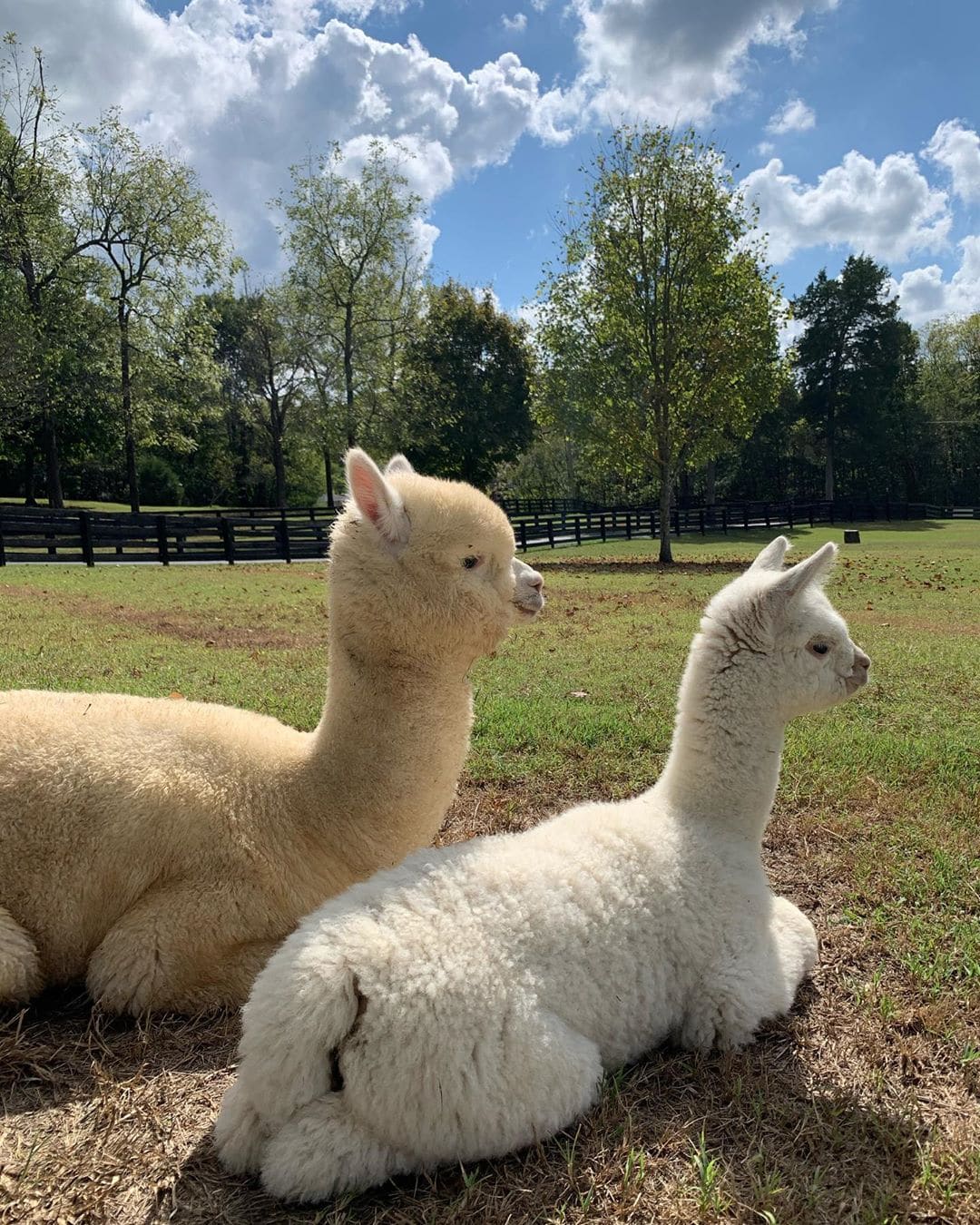 Mistletoe Farm | Visit Franklin