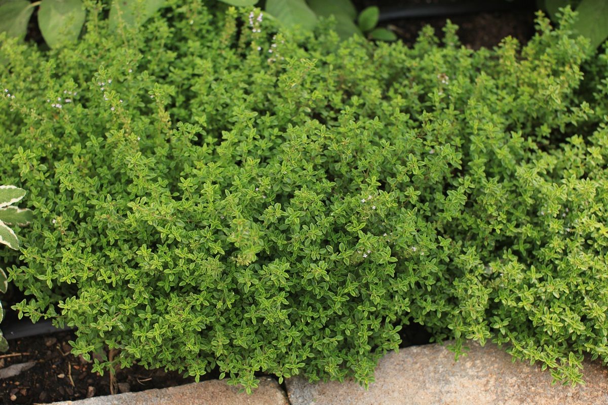 Thymus x citriodorus – Hortech Inc.