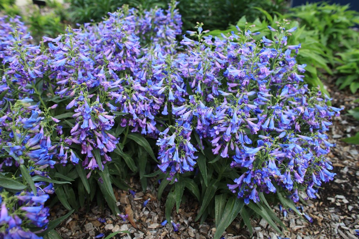 Penstemon barbatus ‘Pristine Blue’ PPAF – Hortech Inc.