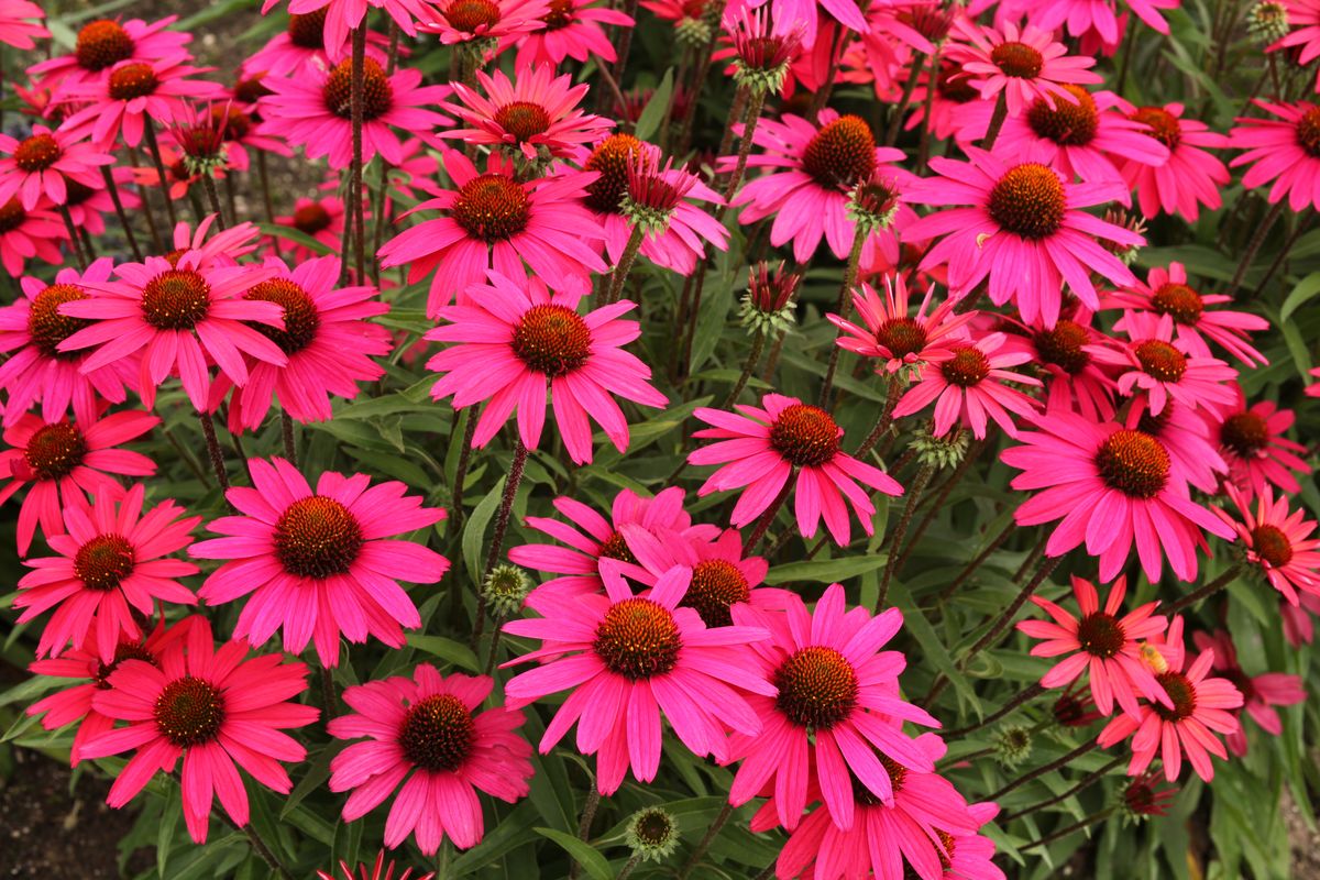Echinacea `Glowing Dream’ PP24,329 – Hortech Inc.