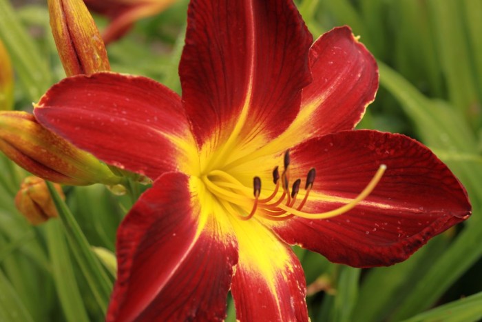 Hemerocallis ‘Ruby Spider’ – Hortech Inc.