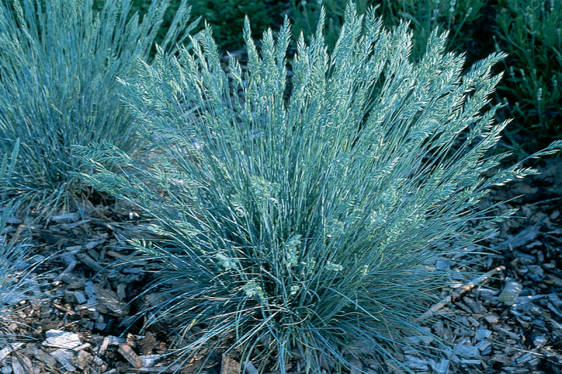 Festuca glauca ‘Boulder Blue’ – Hortech Inc.