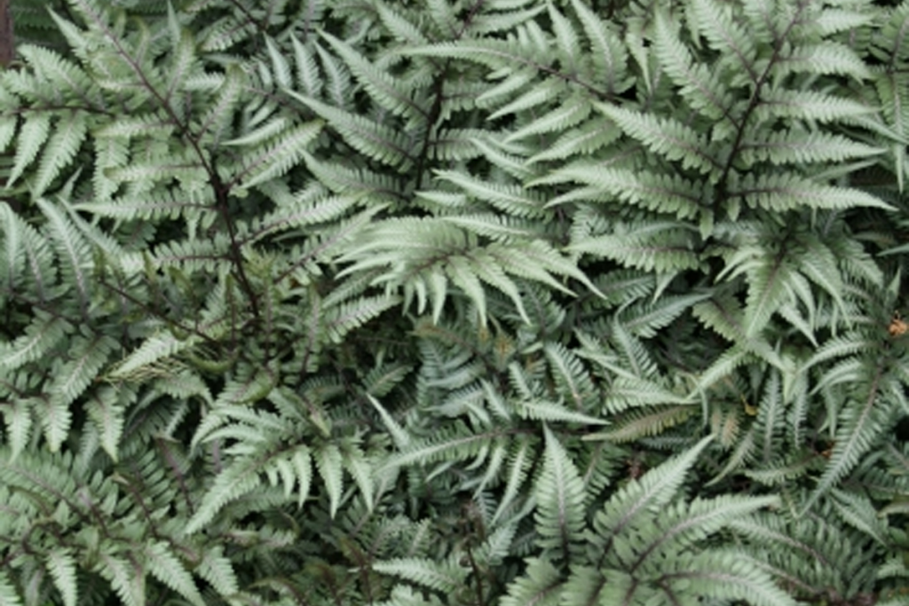 Athyrium `Godzilla’ – Hortech Inc.