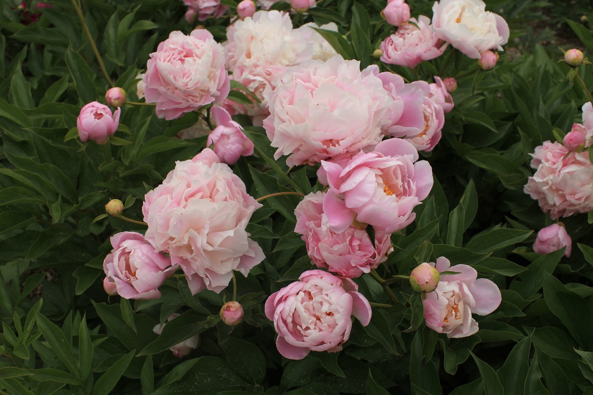 Paeonia `Raspberry Sundae’ – Hortech Inc.
