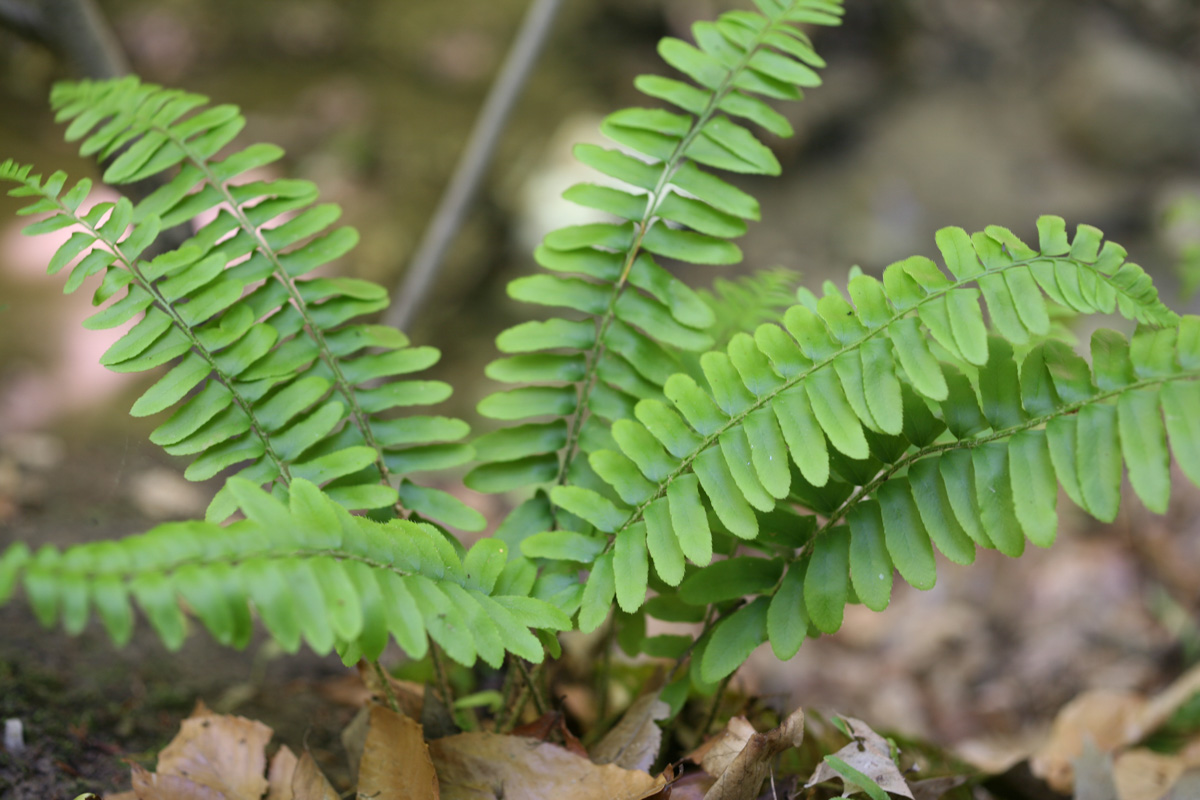 Polystichum acrostichoides – Hortech Inc.