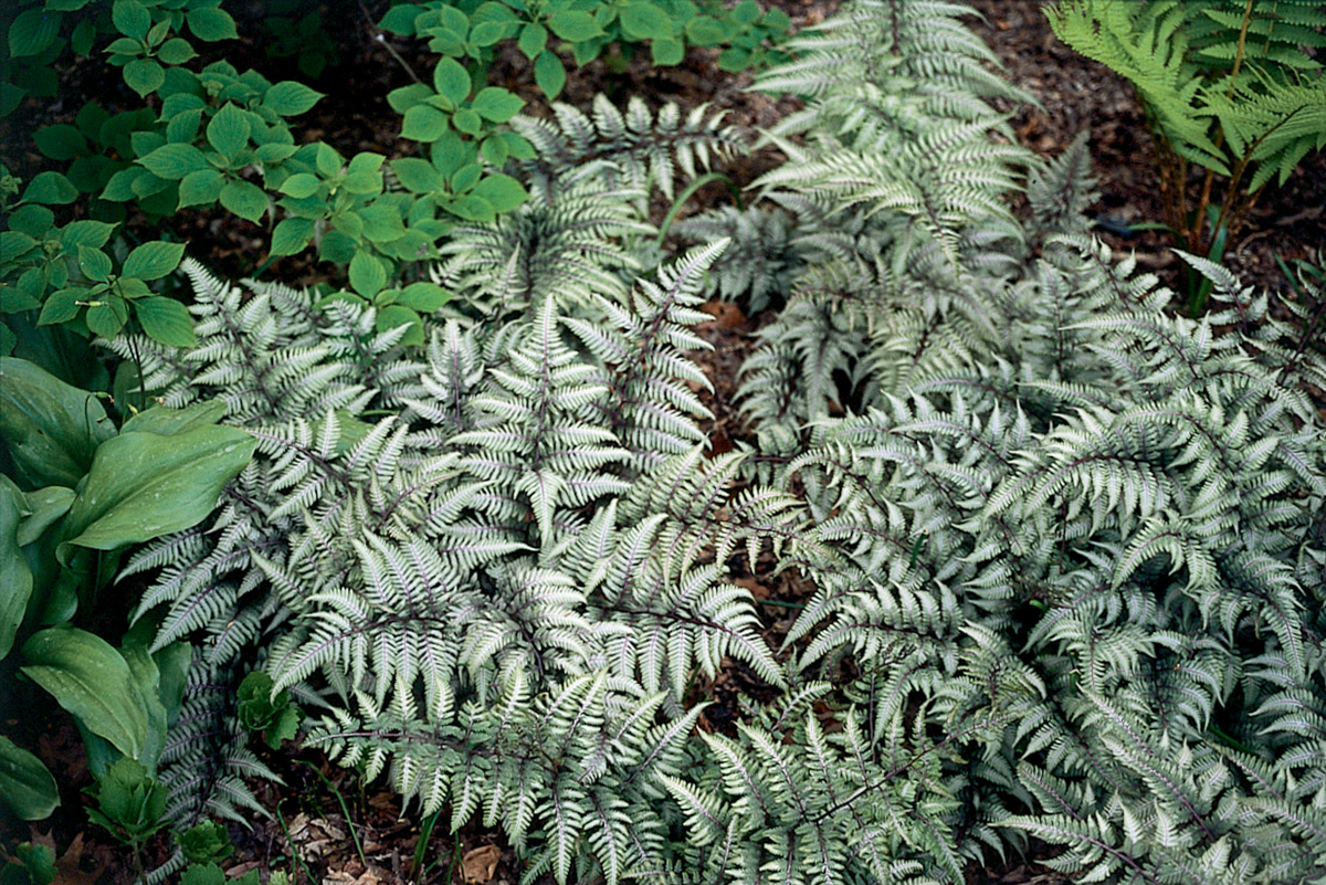 Athyrium nipponicum ‘Pictum’ – Hortech Inc.