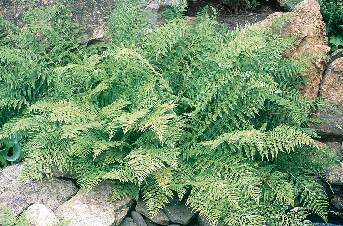 Athyrium filix-femina – Hortech Inc.