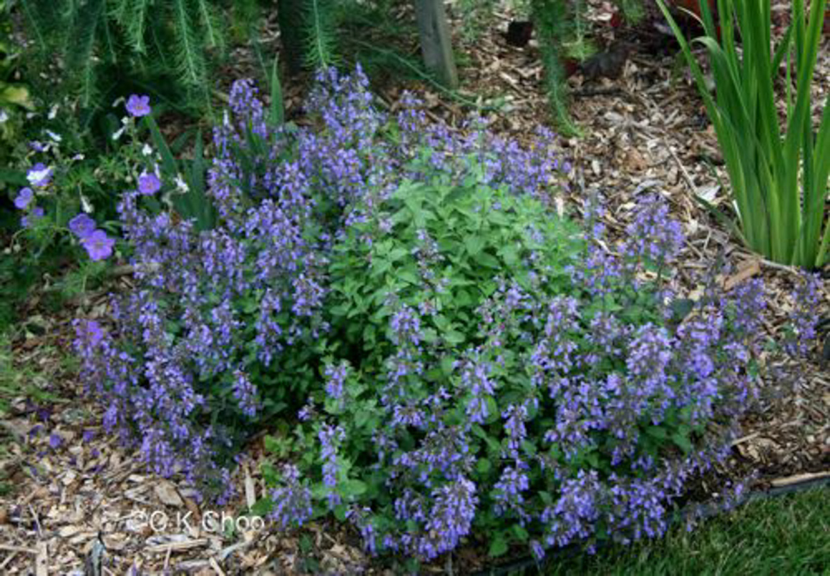 Nepeta x faassenii ‘Blue Wonder’ – Hortech Inc.